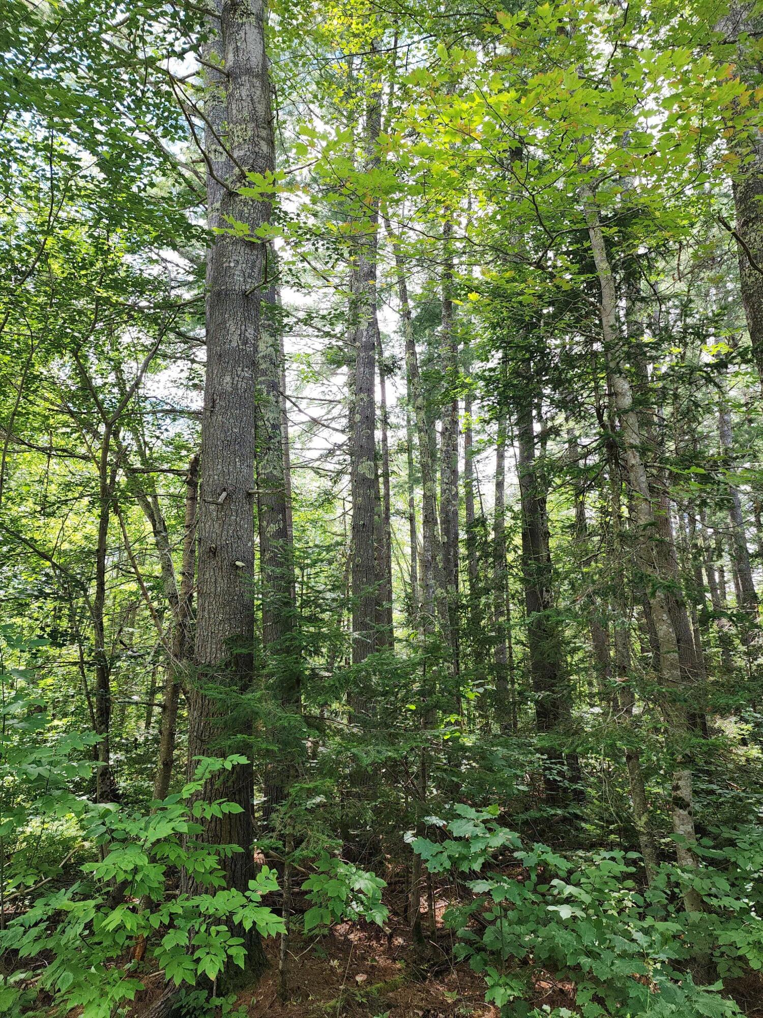 4/09c Adams Road Frankfort, ME